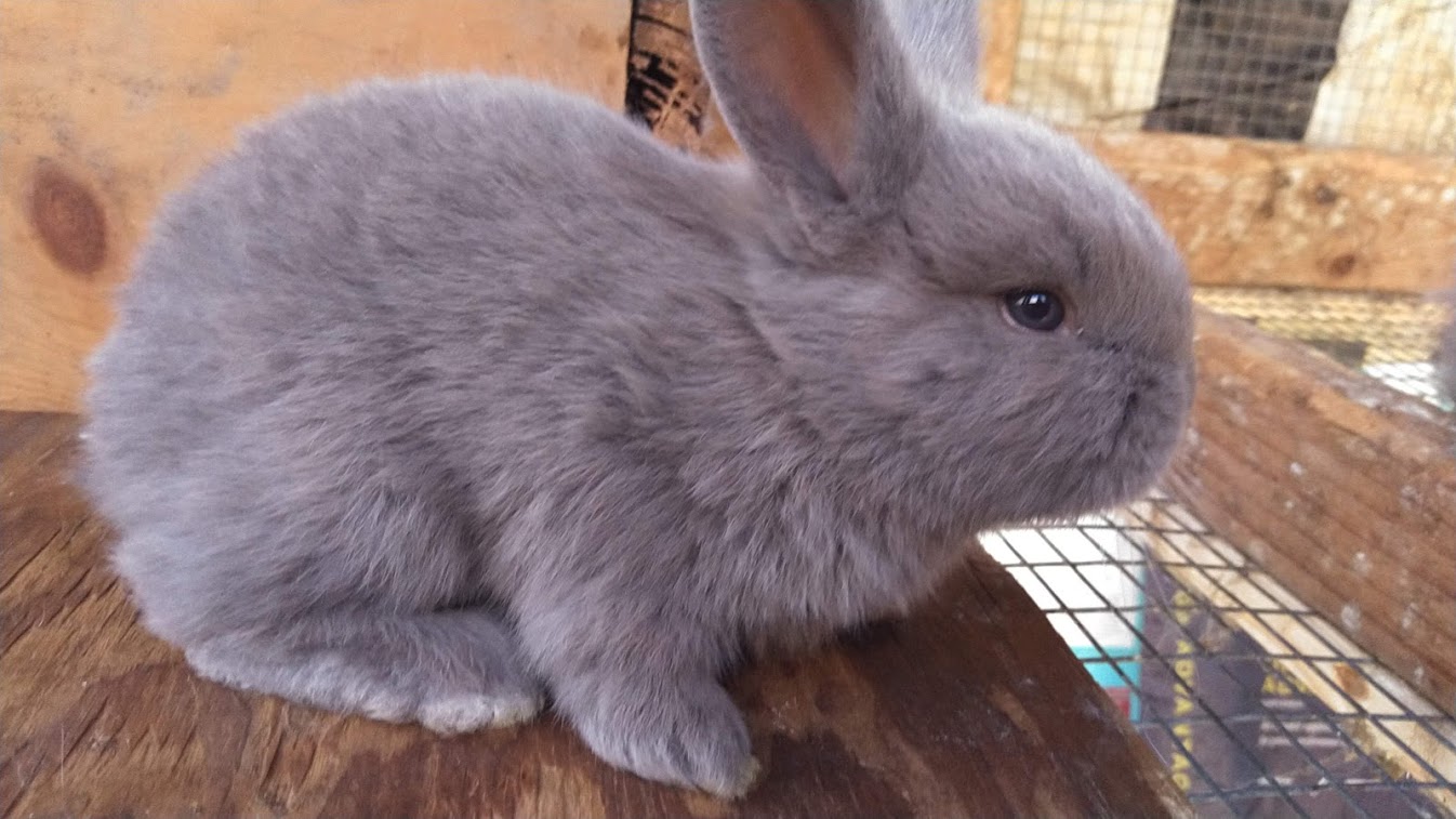 FOR SALE – My Little Red Tractor Farm