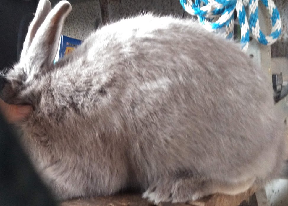 Wascally Wabbits Rabbitry – My Little Red Tractor Farm